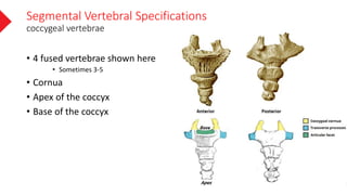Vertebral column | PPT