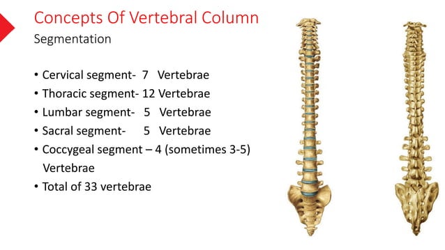 Vertebral column | PPT