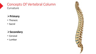 Vertebral column | PPT