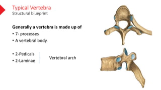 Vertebral column | PPT