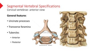 Vertebral column | PDF