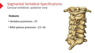 Vertebral column | PPT