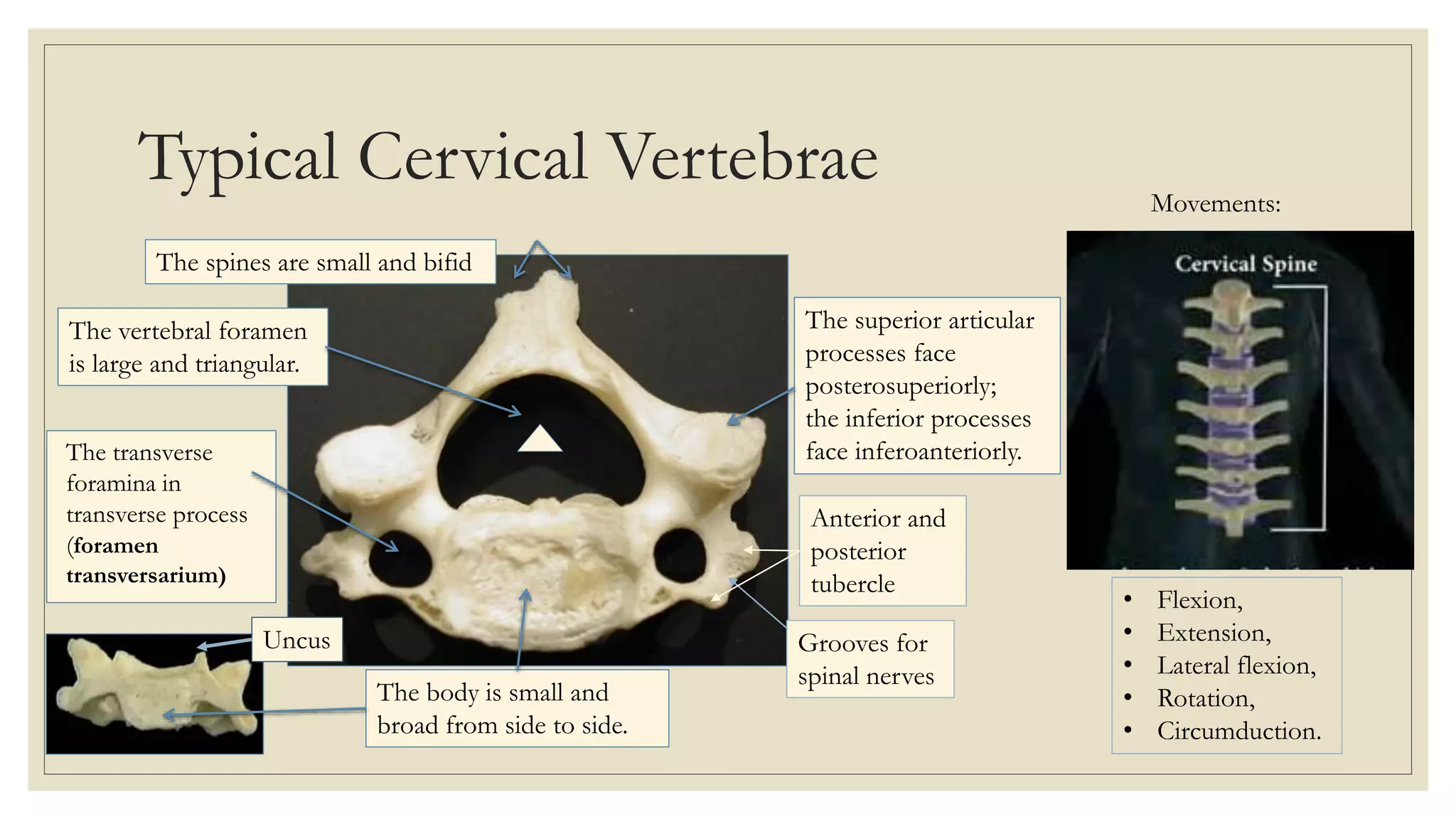 Vertebral column | PPTX