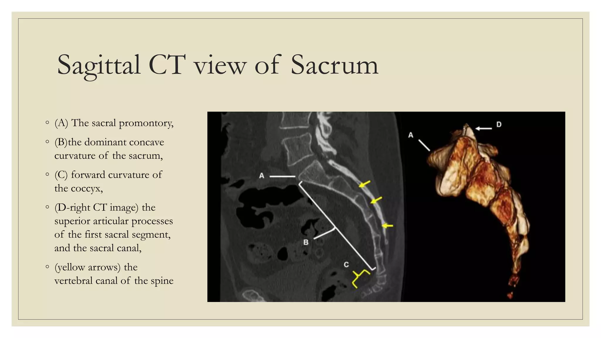 Vertebral column | PPTX