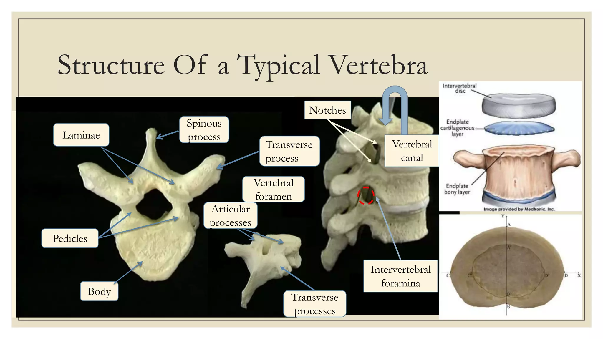 Vertebral column | PPTX