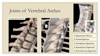 Vertebral Column: Anatomy, Vertebrae, Joints Ligaments