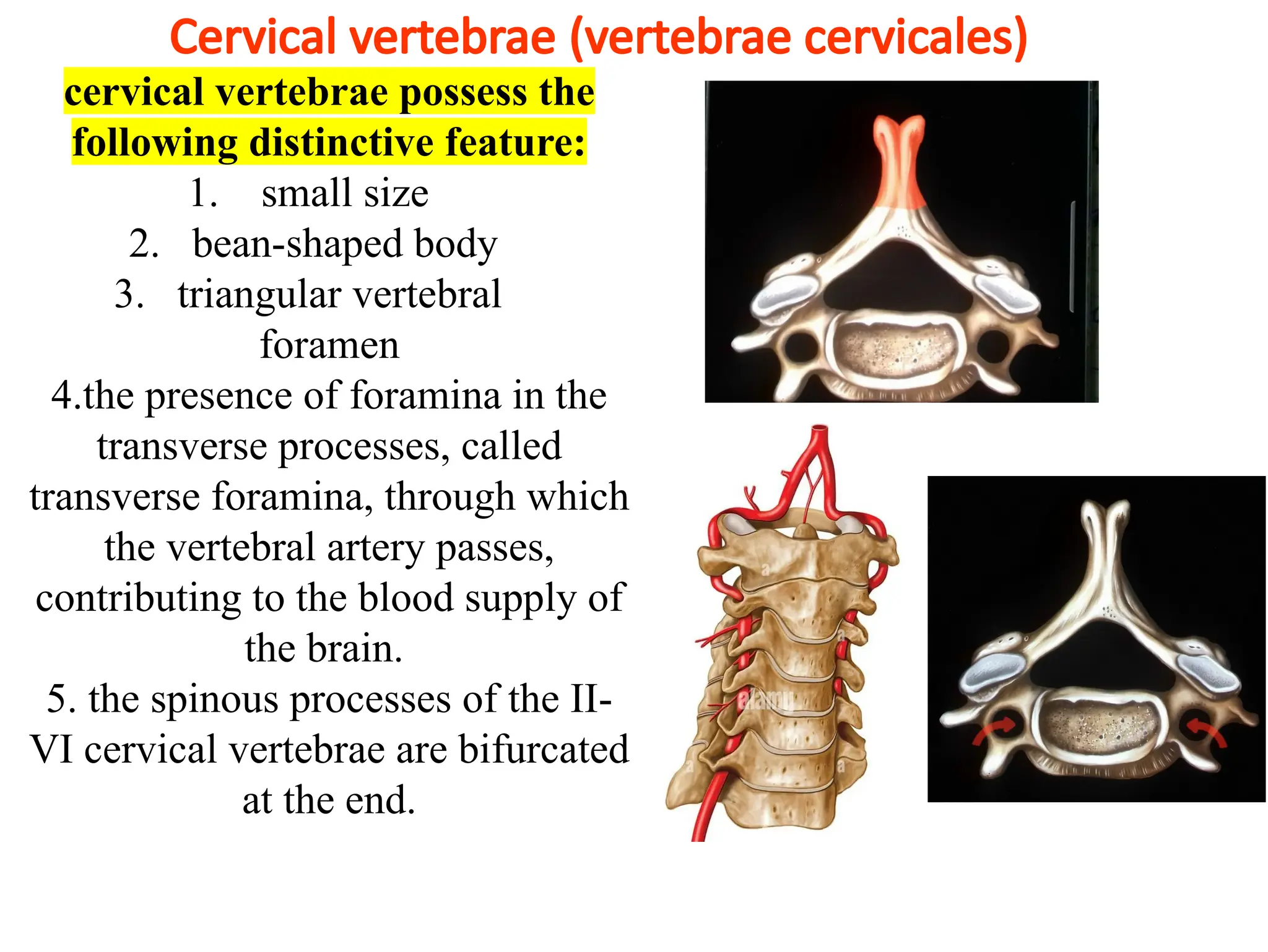 Vertebral column -.pptx what are tthe parts are present | PPTX