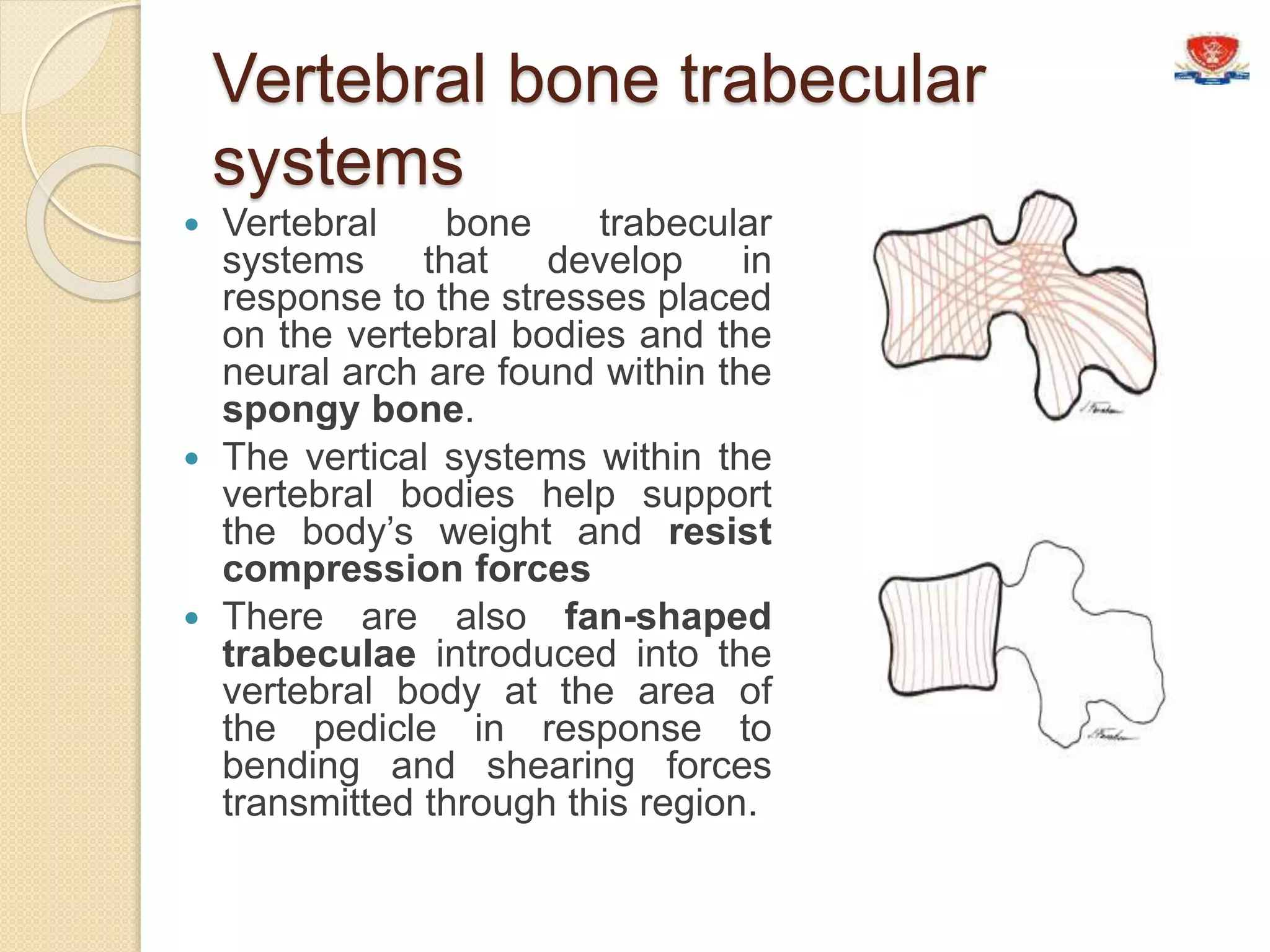 Vertebral column | PPTX