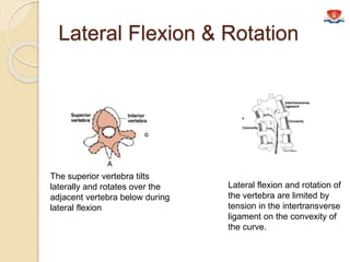 Vertebral column | PPTX