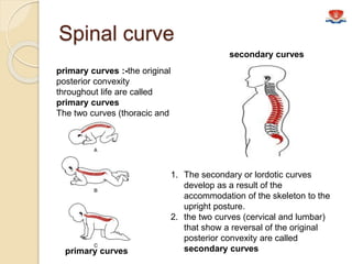 Vertebral column | PPTX