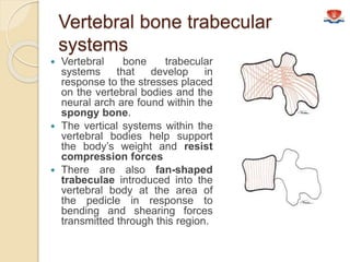 Vertebral column | PPTX