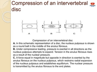 Vertebral column | PPTX