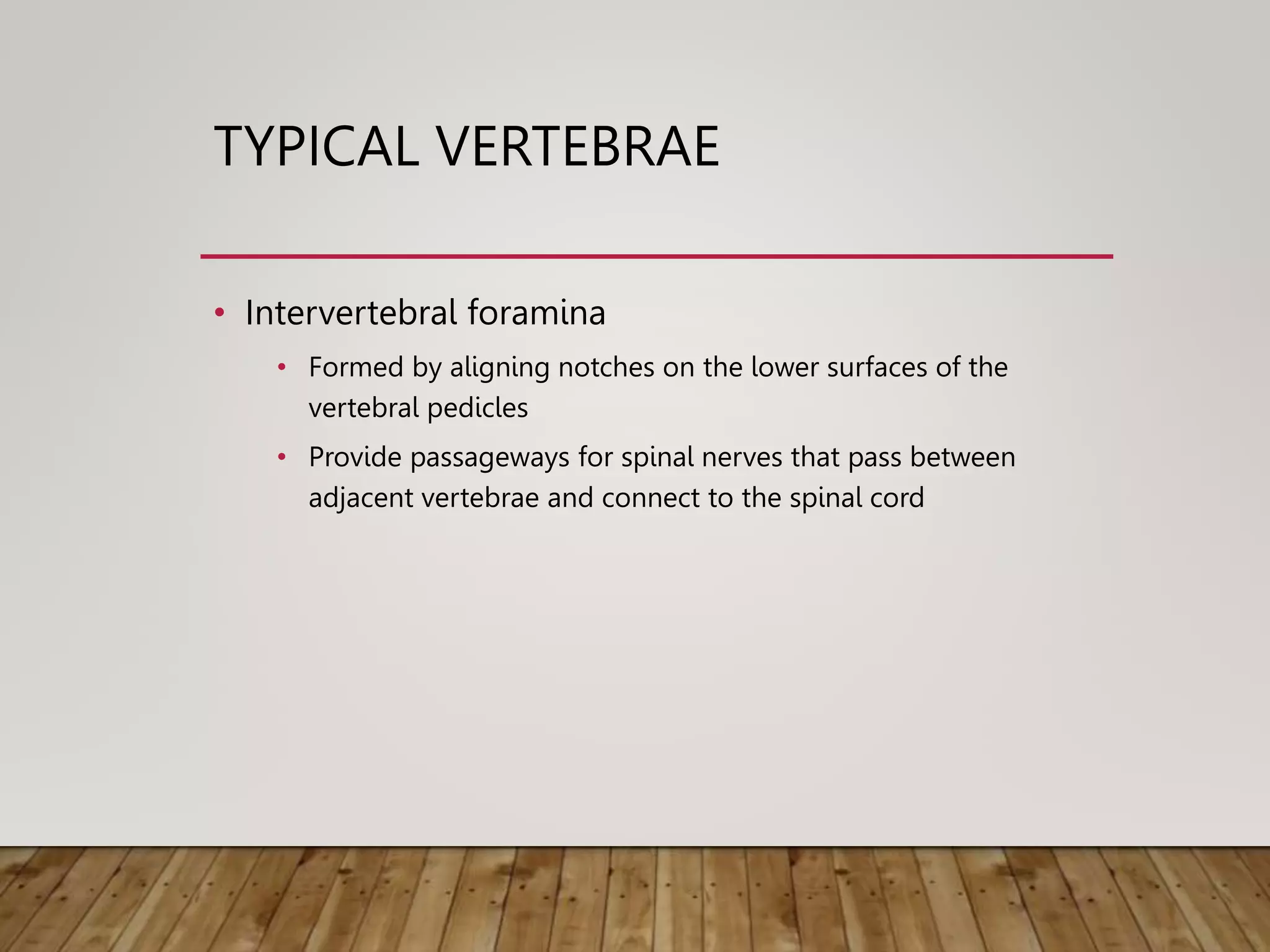 Vertebral Column.ppt