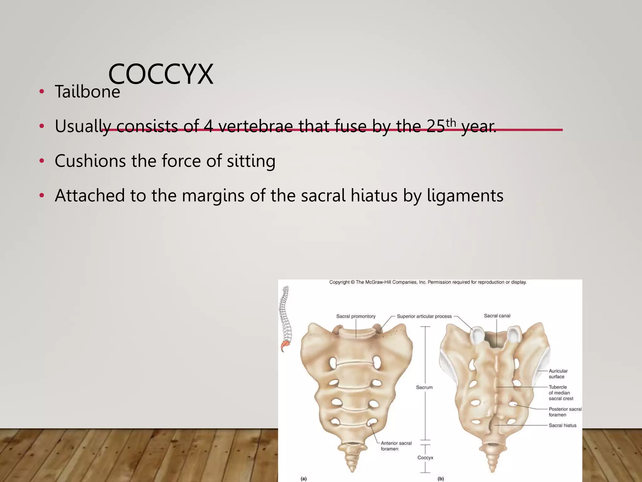 Vertebral Column.ppt