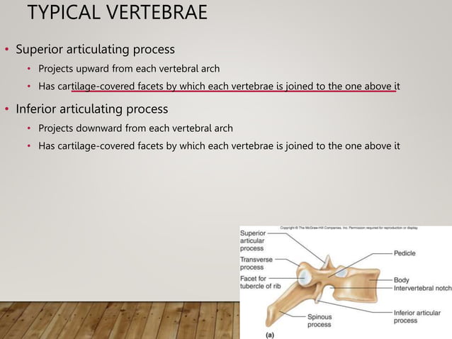 Vertebral Column.ppt