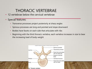 Vertebral Column.ppt