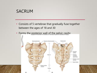 Vertebral Column.ppt