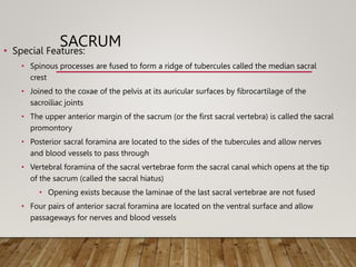 Vertebral Column.ppt