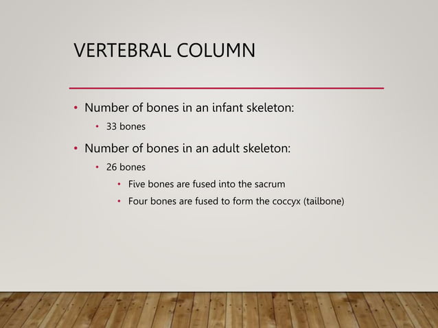 Vertebral Column.ppt