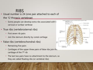 Vertebral Column.ppt