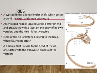 Vertebral Column.ppt