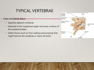 Vertebral Column.ppt