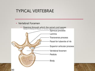 Vertebral Column.ppt