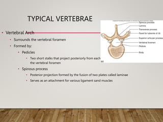 Vertebral Column.ppt