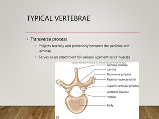 Vertebral Column.ppt