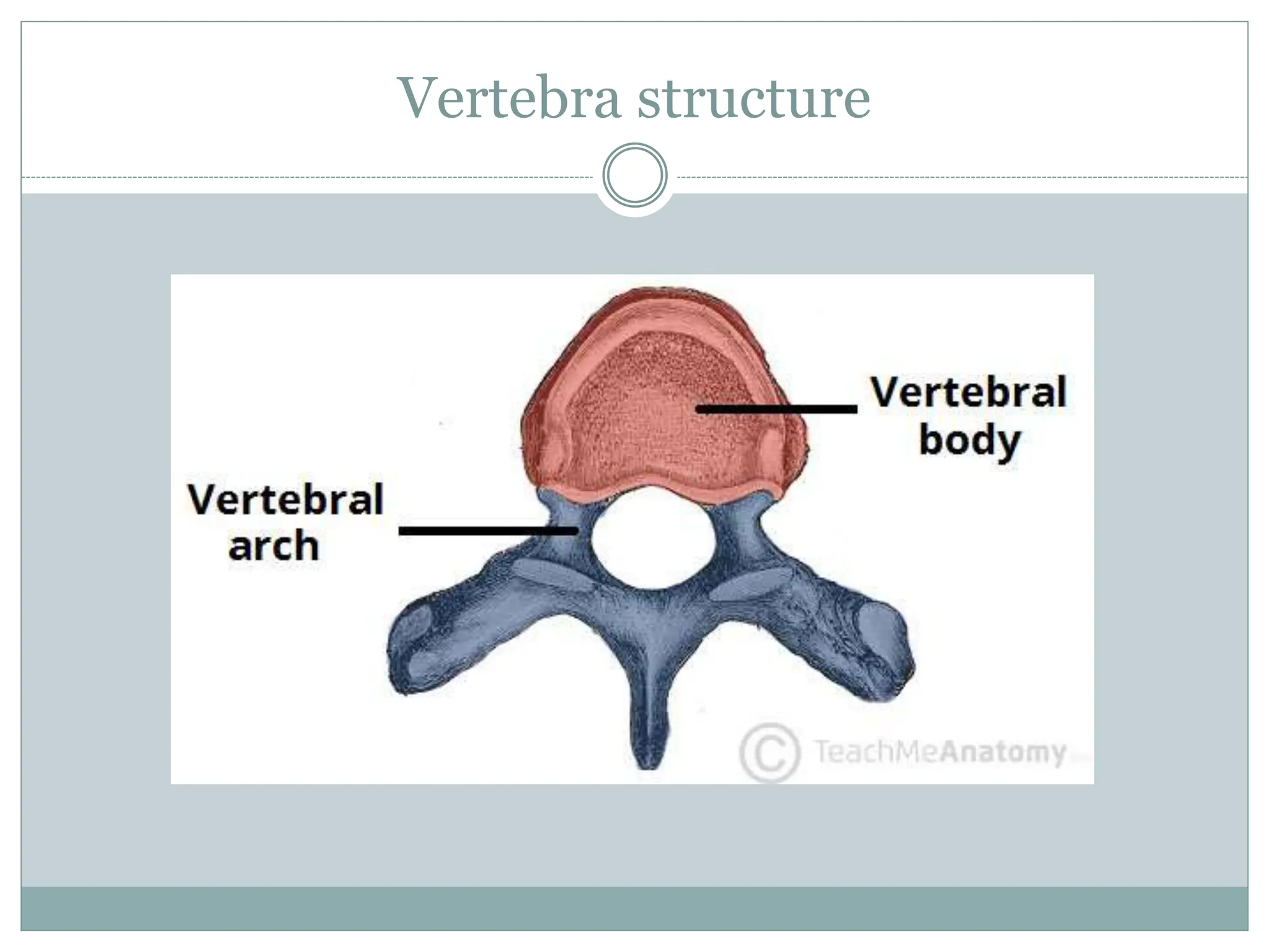 Vertebral column... and Biomechanics.pptx