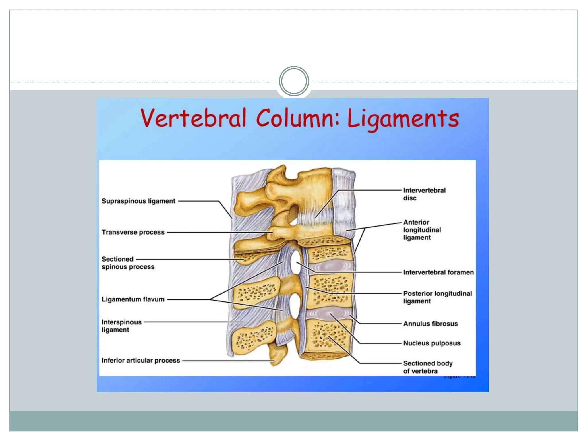 Vertebral column... and Biomechanics.pptx