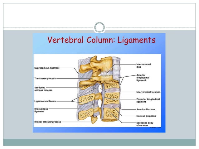 Vertebral column... and Biomechanics.pptx