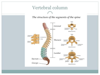 Vertebral column... and Biomechanics.pptx
