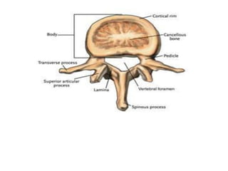 BIOMECHANICS OF TYPICAL VERTEBRAL COLUMN. | PDF