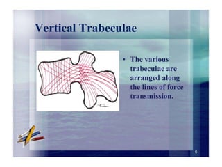BIOMECHANICS OF TYPICAL VERTEBRAL COLUMN. | PDF