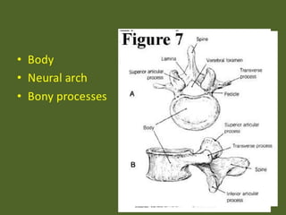 BIOMECHANICS OF TYPICAL VERTEBRAL COLUMN. | PDF