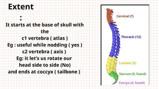 Vertebral column curves and typical vertebra | PPTX