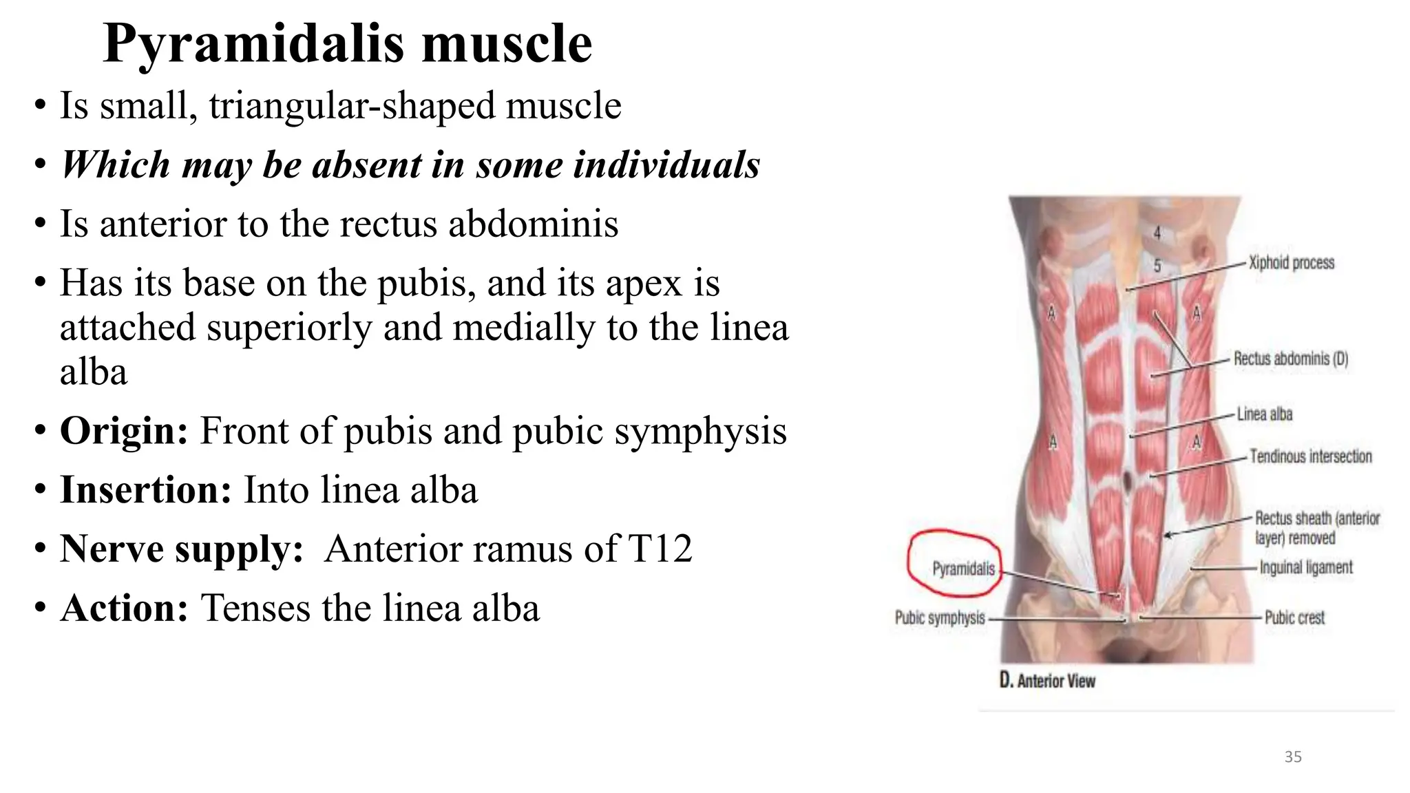 Vertebral column4physiotherapy.stts2.pptx