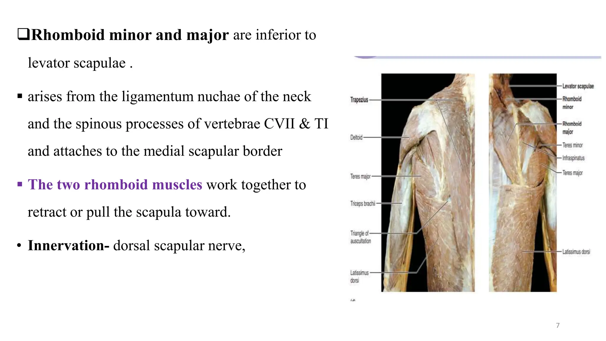 Vertebral column4physiotherapy.stts2.pptx