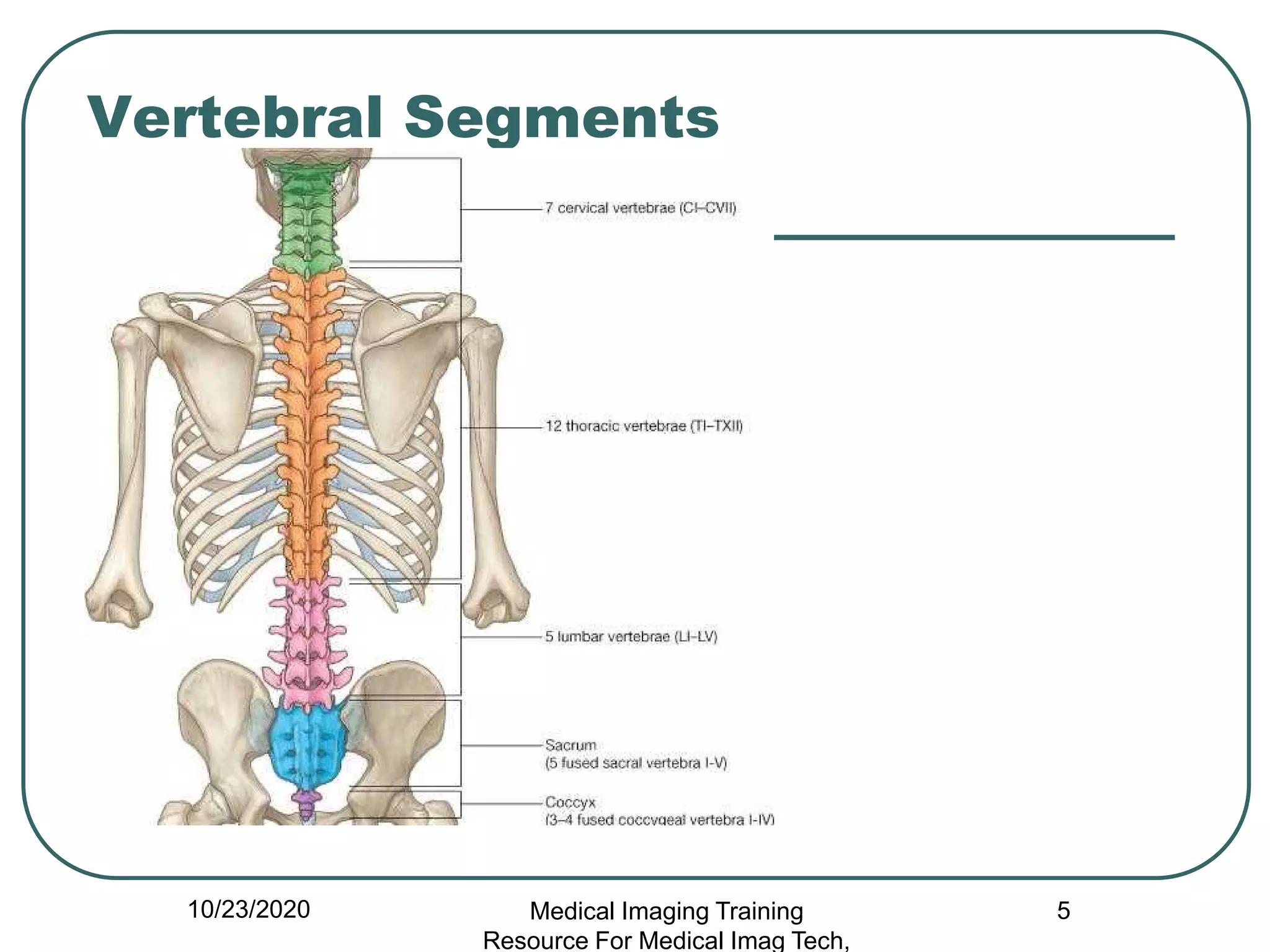 Vertebral column anatomy . radiology training resource ncchanji nkeh keneth | PPT