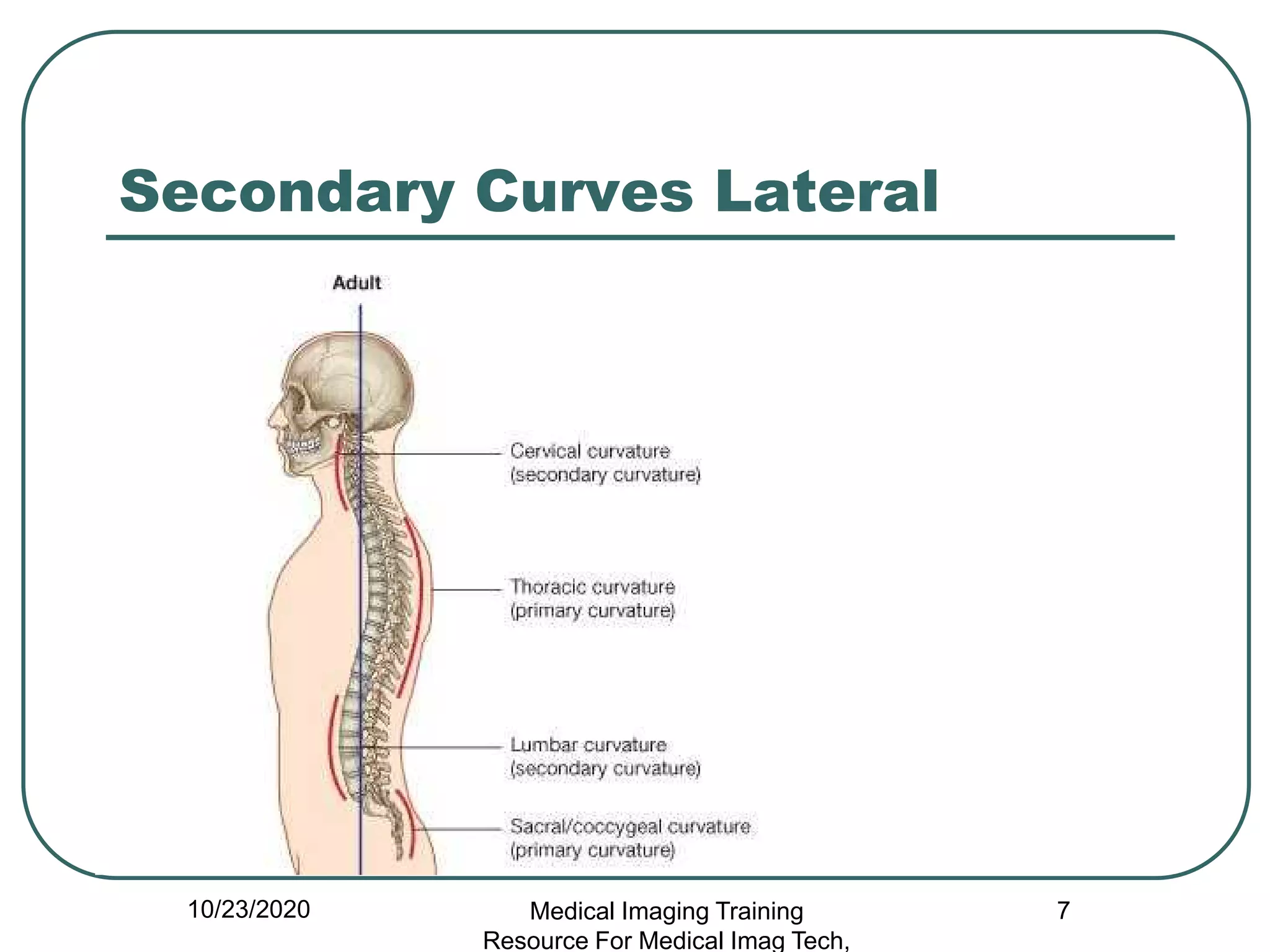 Vertebral column anatomy . radiology training resource ncchanji nkeh ...