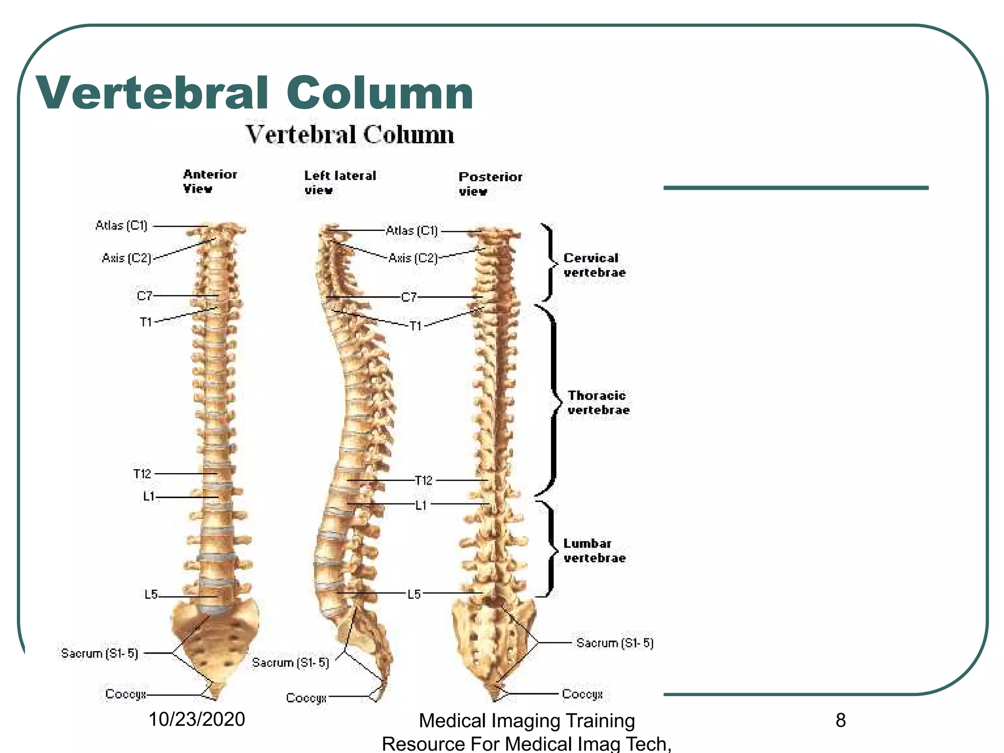Vertebral column anatomy . radiology training resource ncchanji nkeh ...