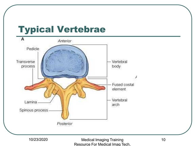 Vertebral column anatomy . radiology training resource ncchanji nkeh keneth | PPT