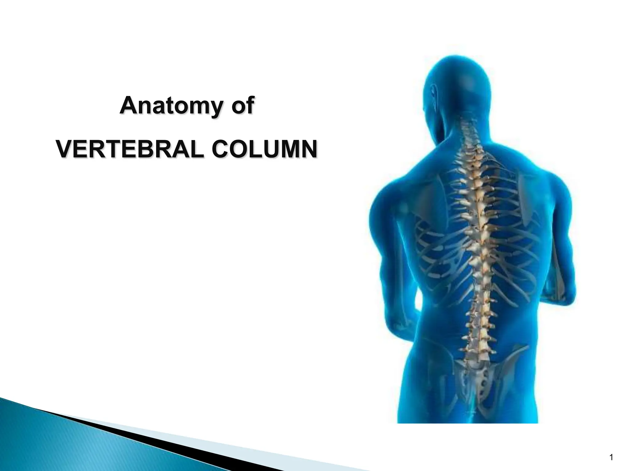 Vertebral Column Anatomy and Embryology At a glance | PPT
