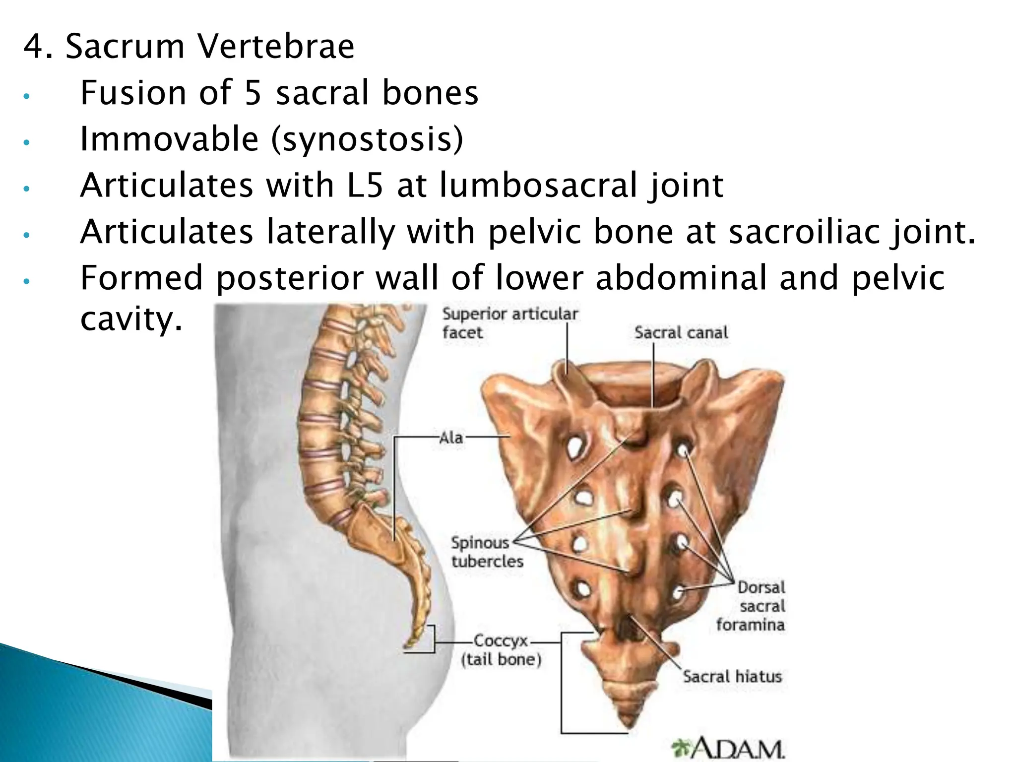Vertebral Column Anatomy and Embryology At a glance | PPT