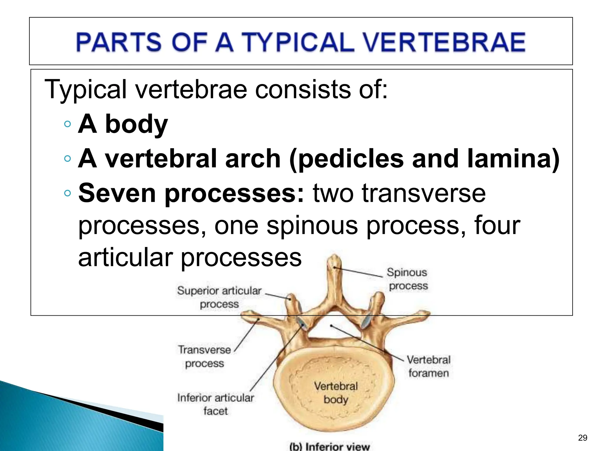 Vertebral Column Anatomy and Embryology At a glance | PPT