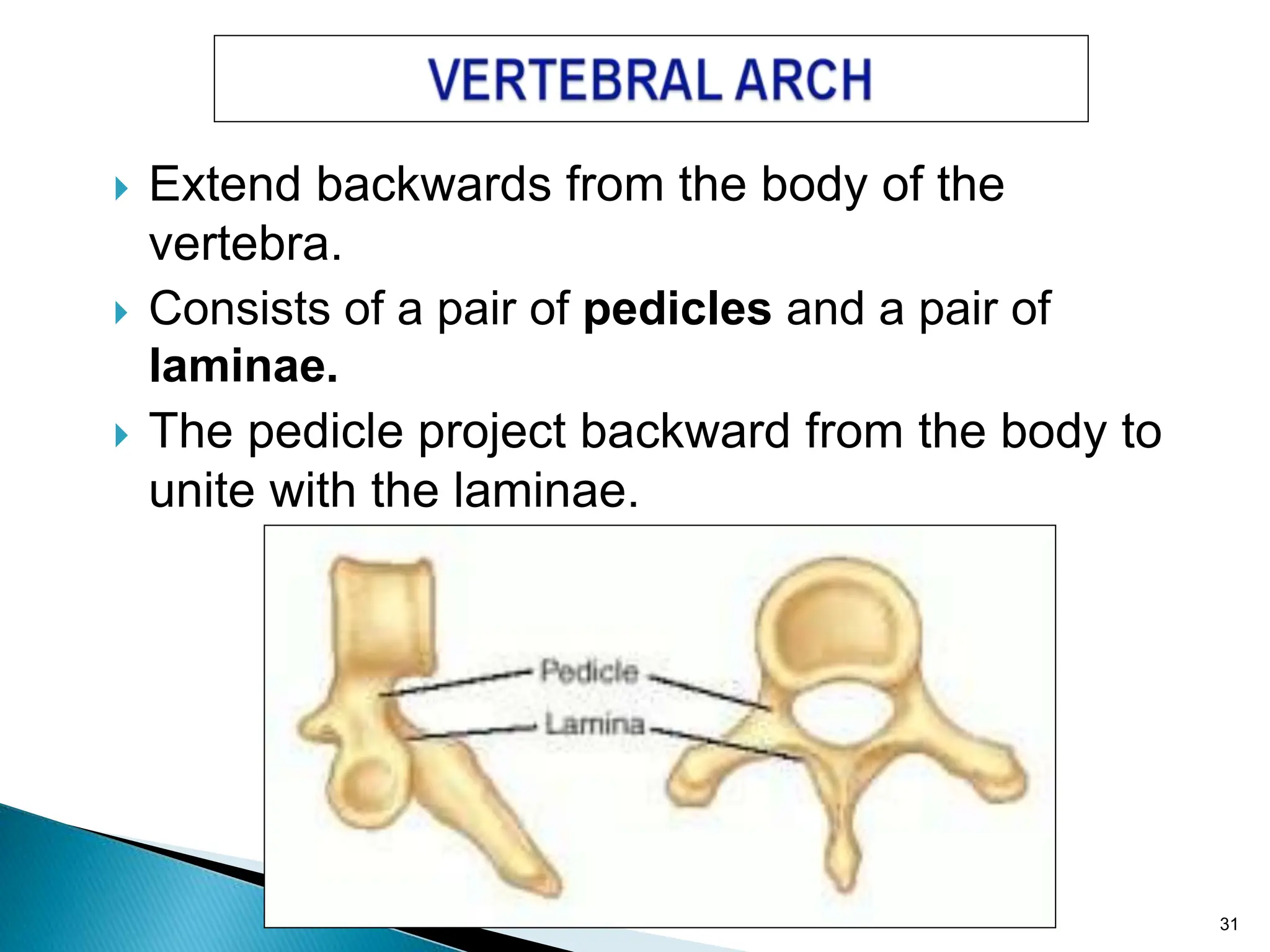 Vertebral Column Anatomy and Embryology At a glance | PPT