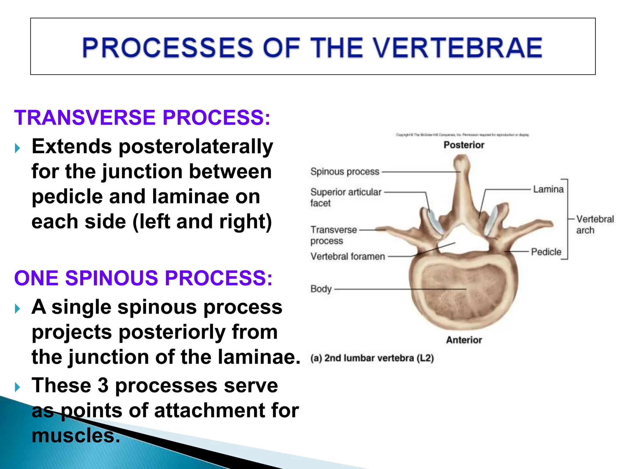 Vertebral Column Anatomy and Embryology At a glance | PPT
