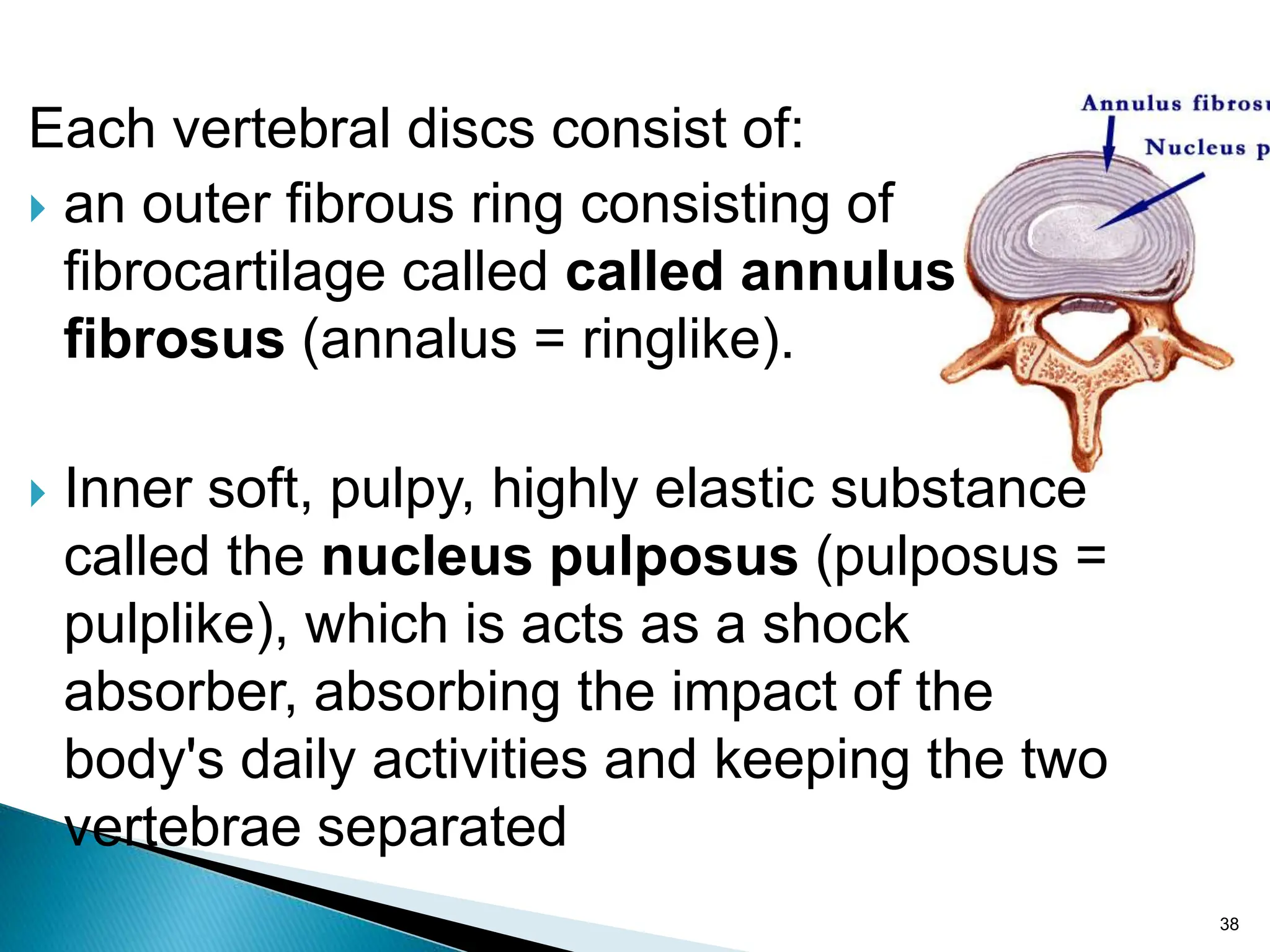 Vertebral Column Anatomy and Embryology At a glance | PPT