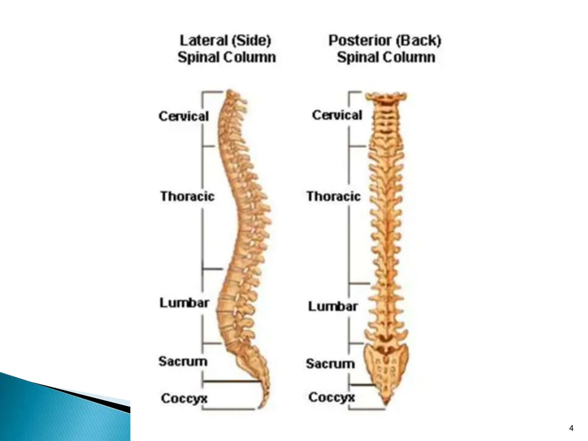 Vertebral Column Anatomy and Embryology At a glance | PPT